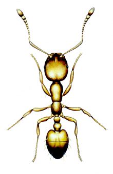 Flere maurarter til Norge
